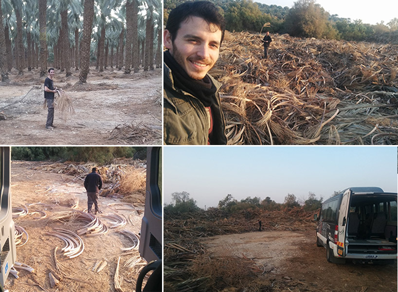 Recycling palm tree branches | designboom.com