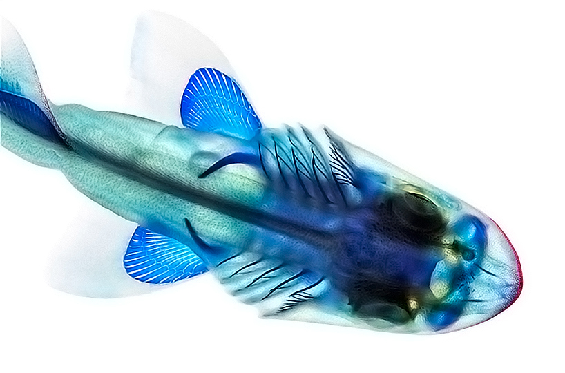 adam summers dyes fish specimens to reveal their anatomy