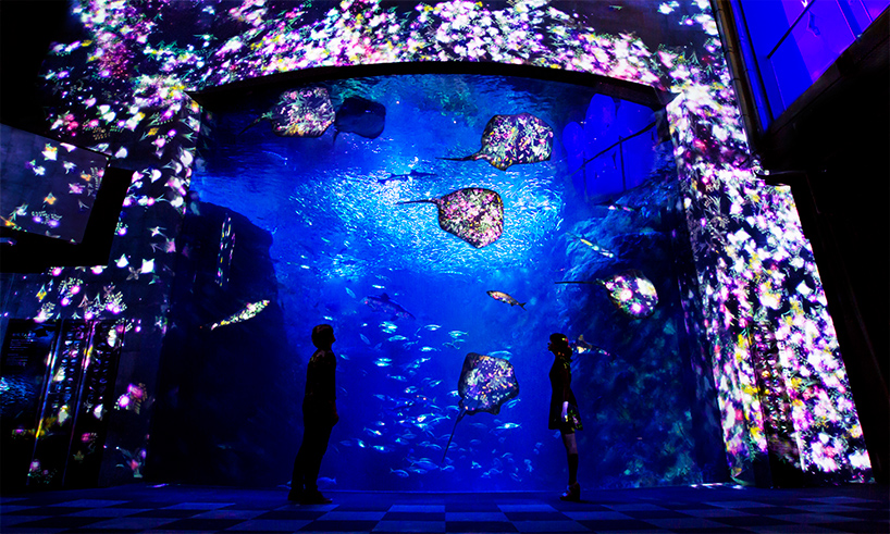 teamlab projects colorful flowers on fish at enoshima aquarium in japan
