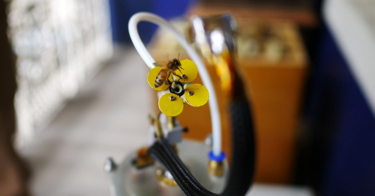 michael candy's synthetic pollenizer artificially pollinates bees