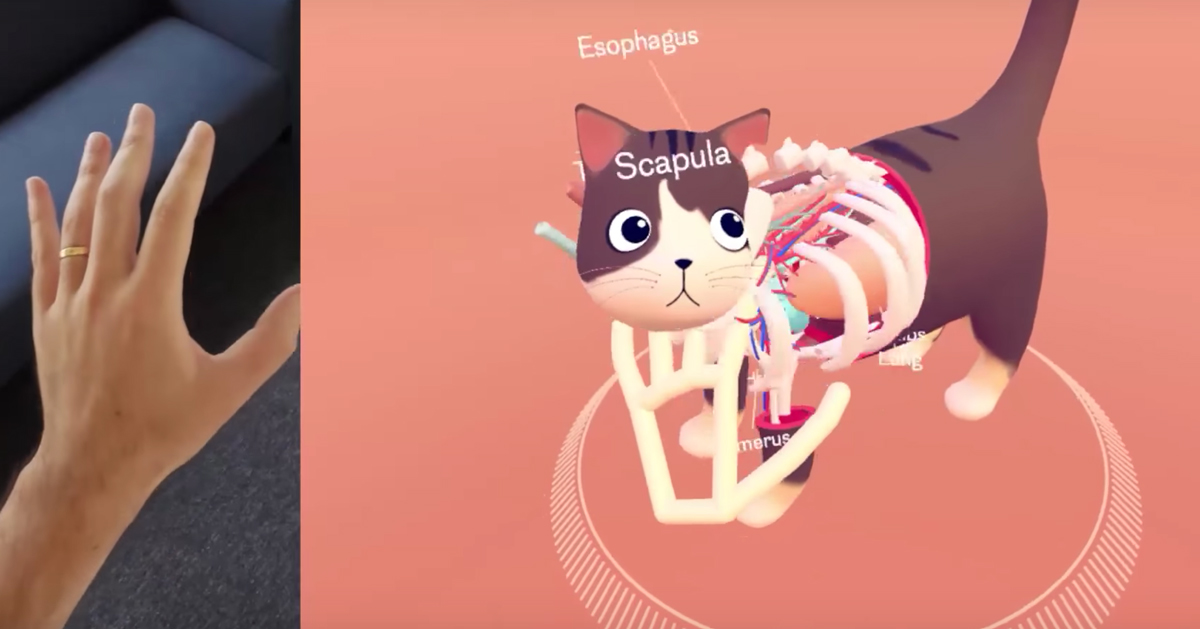 a new VR demo lets you explore the anatomy of a cat with your hands