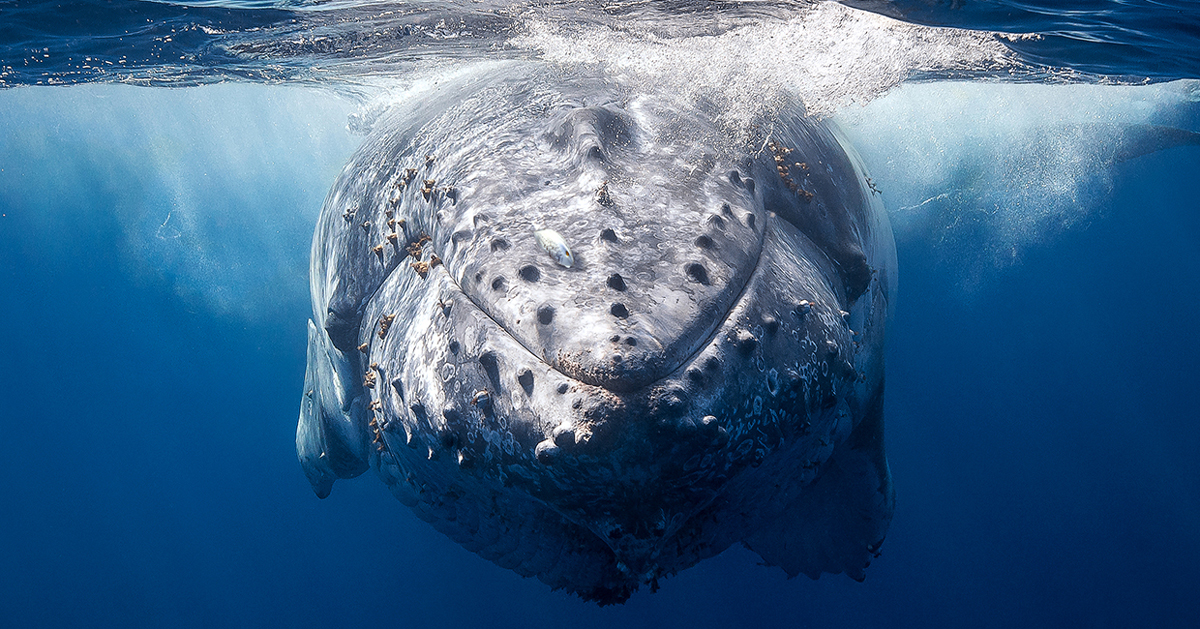 designers create robotic devices to help animals survive extinction