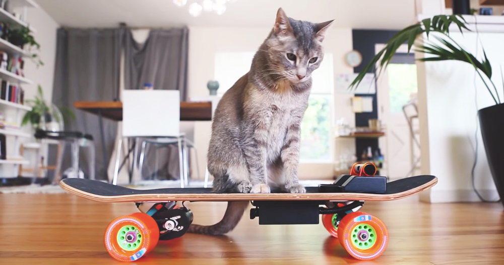 this designer built an electric skateboard for his cat