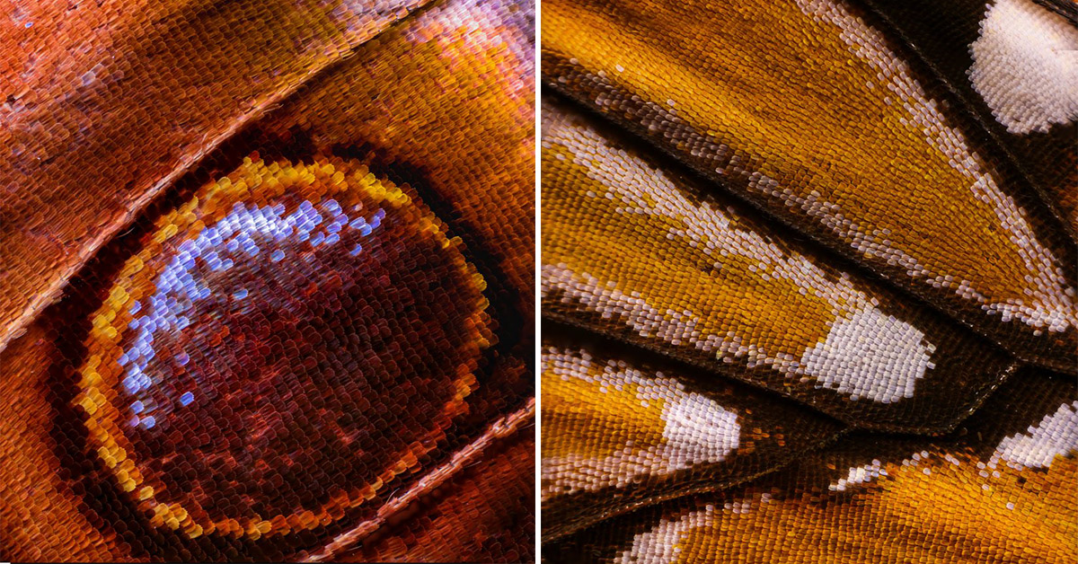 macro photography discovers detailed patterns of butterfly wings shot