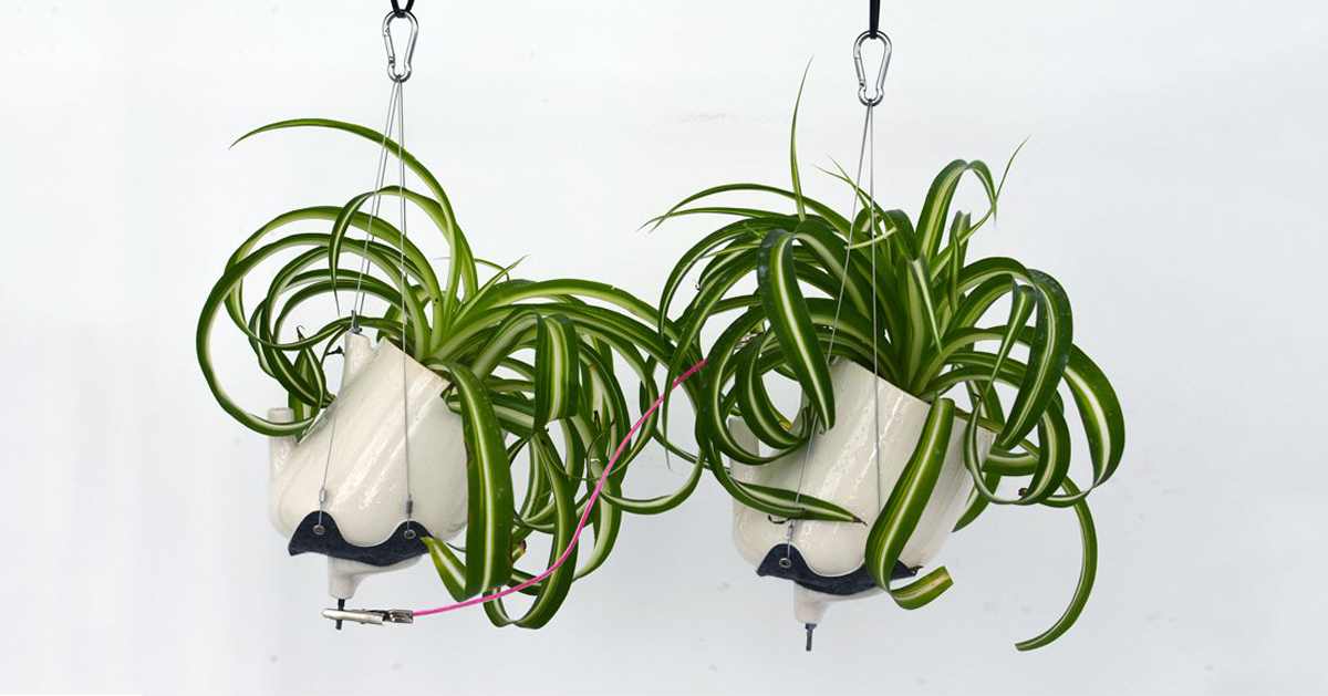 green spark uses power of photosynthesis to produce renewable energy