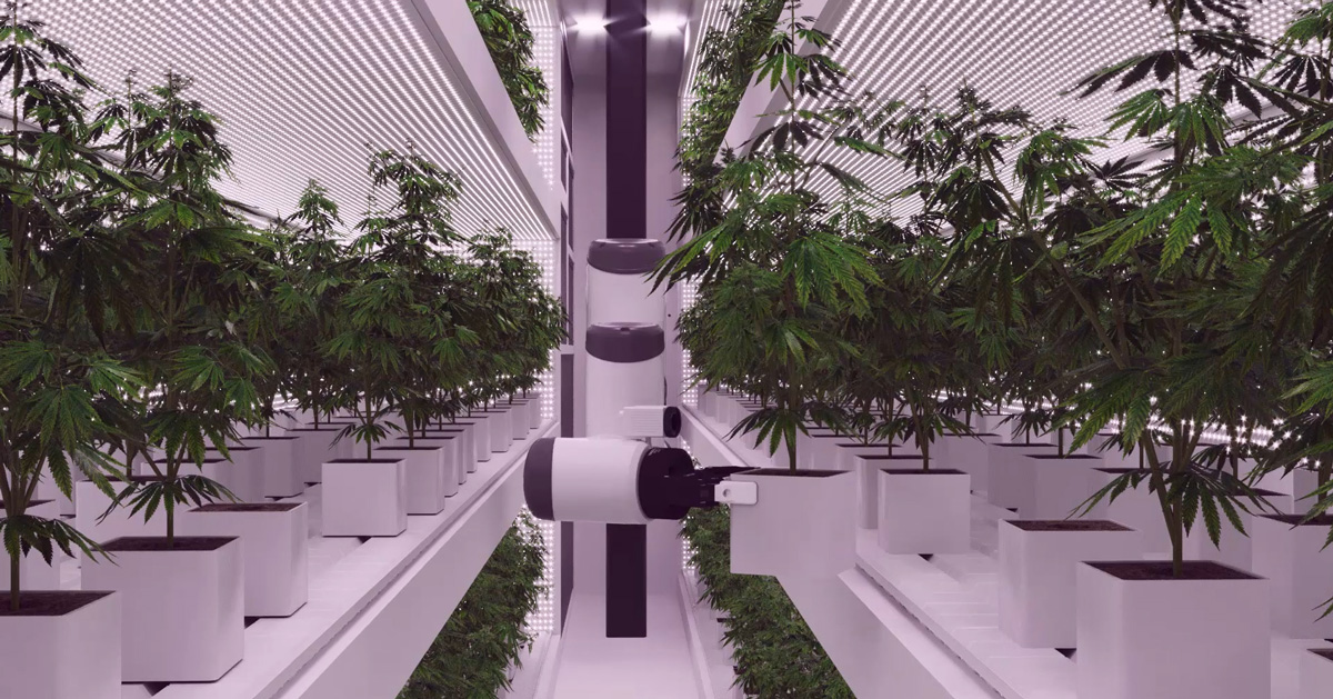 automated cannabis farm employs robotic arms and AI to help marijuana industry grow