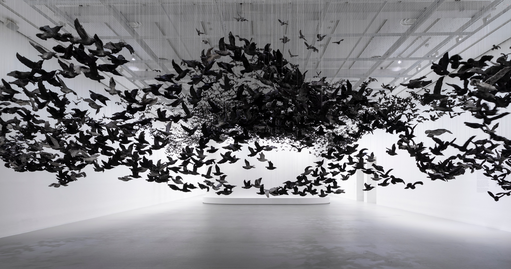 Parakeets Warriors Wisdom Filled Warriors: Awakening A New Breed Of