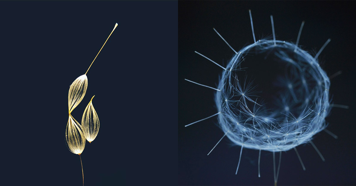 artist euglena creates extremely delicate sculptures using dandelion seeds