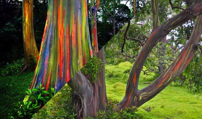 the world's most amazing trees include rainbow eucalyptus and dragon's ...