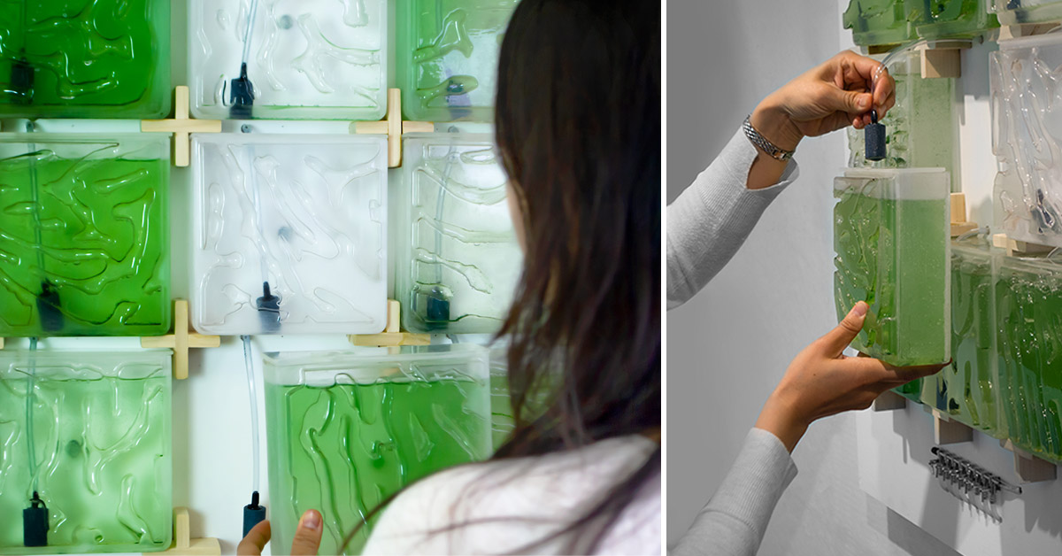 grow green superfoods at home with ulrim's coral algae farming system