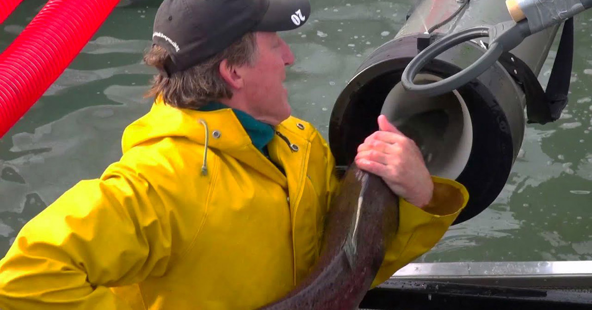 the 'salmon cannon' video sensation that shoots fish over a dam