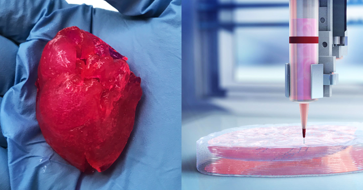 3d Printed Human Heart