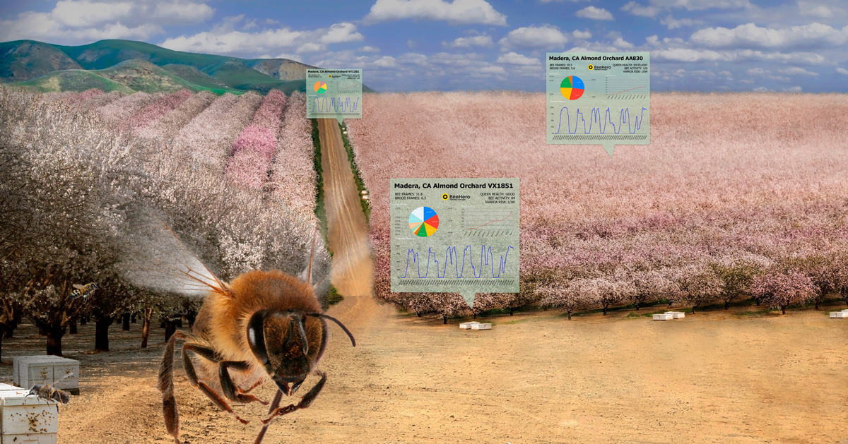 beehero's smart beehives monitor hive health in real-time to provide ...