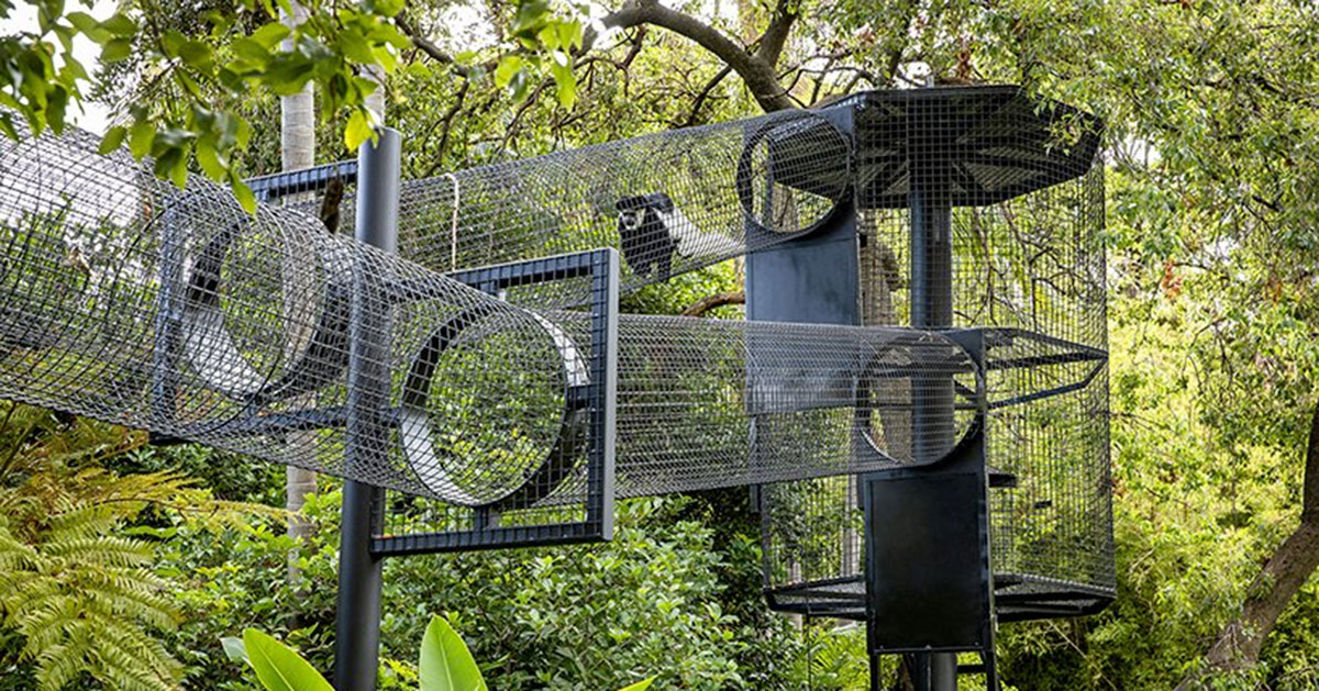 WAX expands monkey exhibit in adelaide zoo with elevated 'sky trail ...