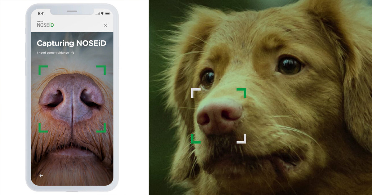 meet 'NOSEiD': the nose-scanning app that helps bring lost dogs home