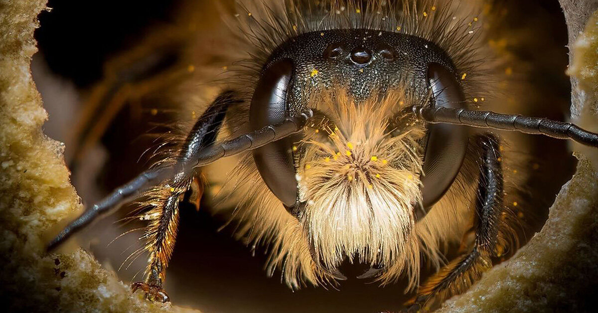 close-up pictures of bees by josh forwood expose how different they all are