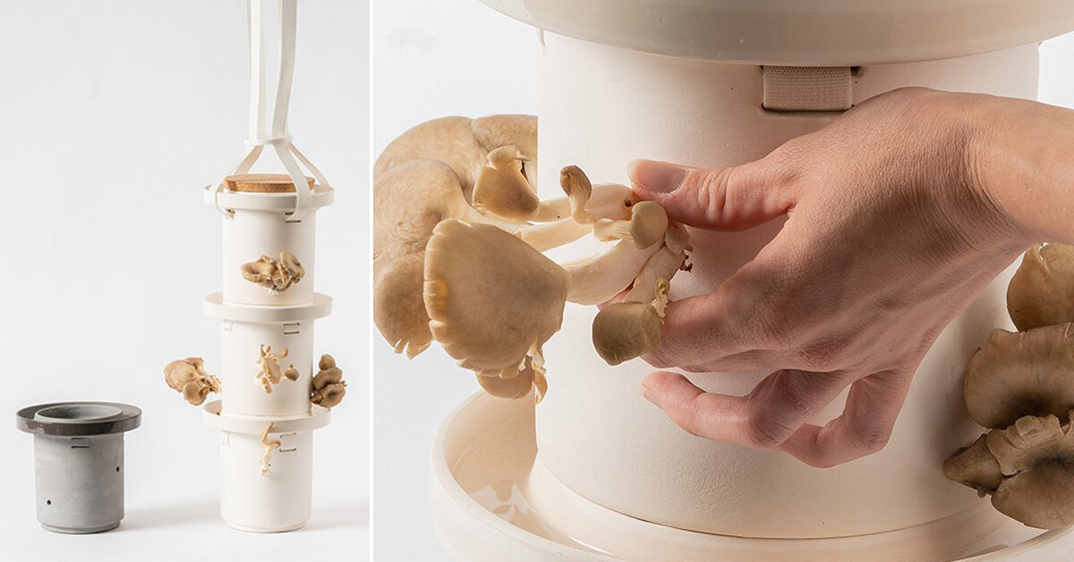 GAARA is a home ecosystem for edible mushroom cultivation bringing farm ...