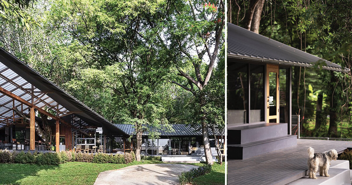 this nature lovers café is built around a 100-year-old tree in thailand