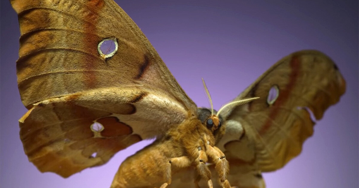 mesmerizing slow-motion footage by dr.adrian smith captures moths ...