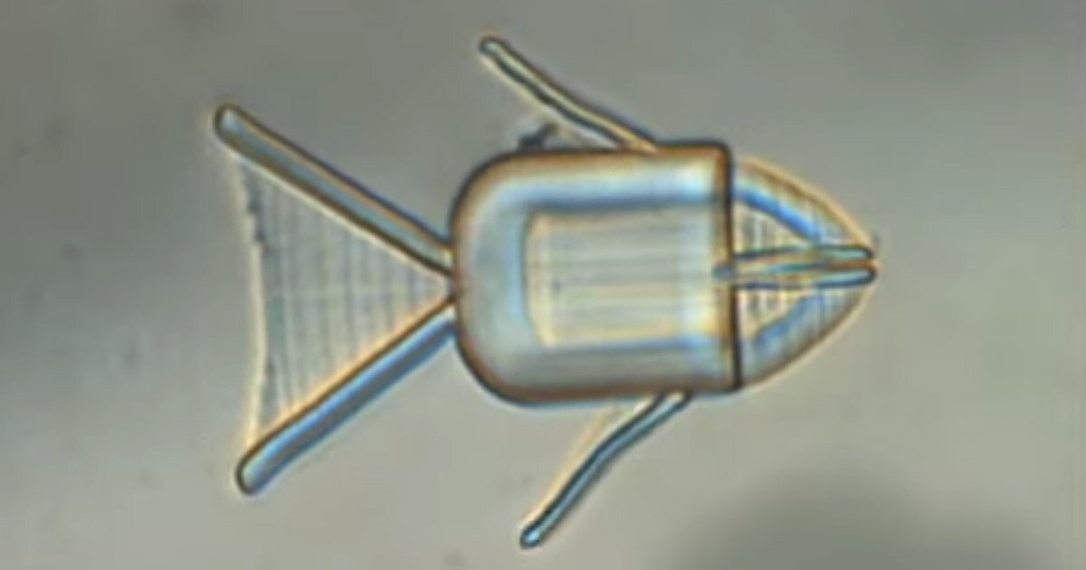 shape-changing microrobots deliver chemo drugs directly to cancer cells