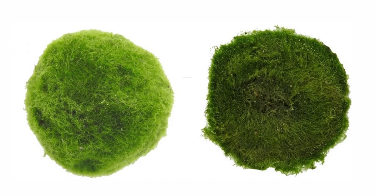 marimo algae balls could be turned into autonomous bio-rovers