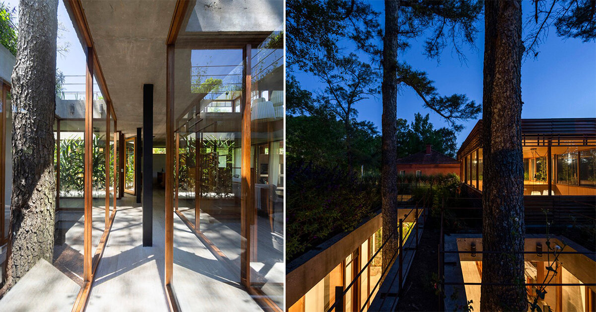 house among trees in buenos aires prioritizes openness and transparency