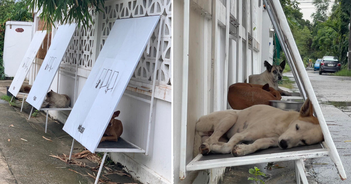 stand for strays introduces folding dog shelter made from reused billboards