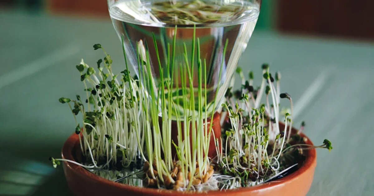 'patella crescenda' a sprouting dish that grows fresh microgreens