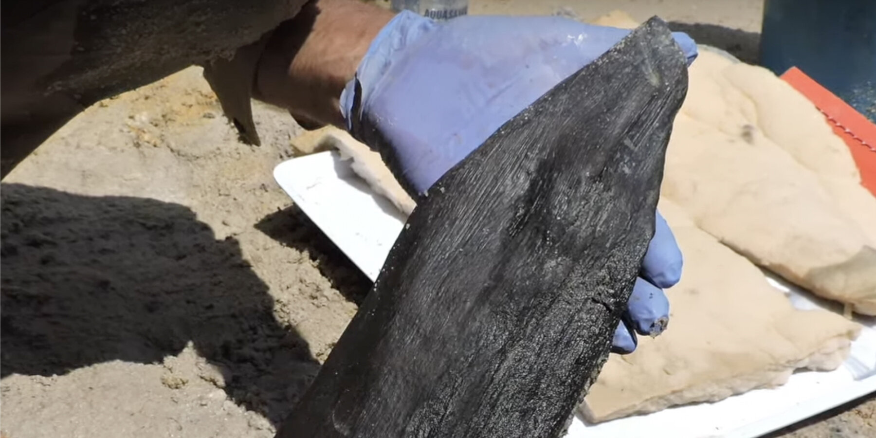 archaeologists discover world’s oldest wooden structure in zambia