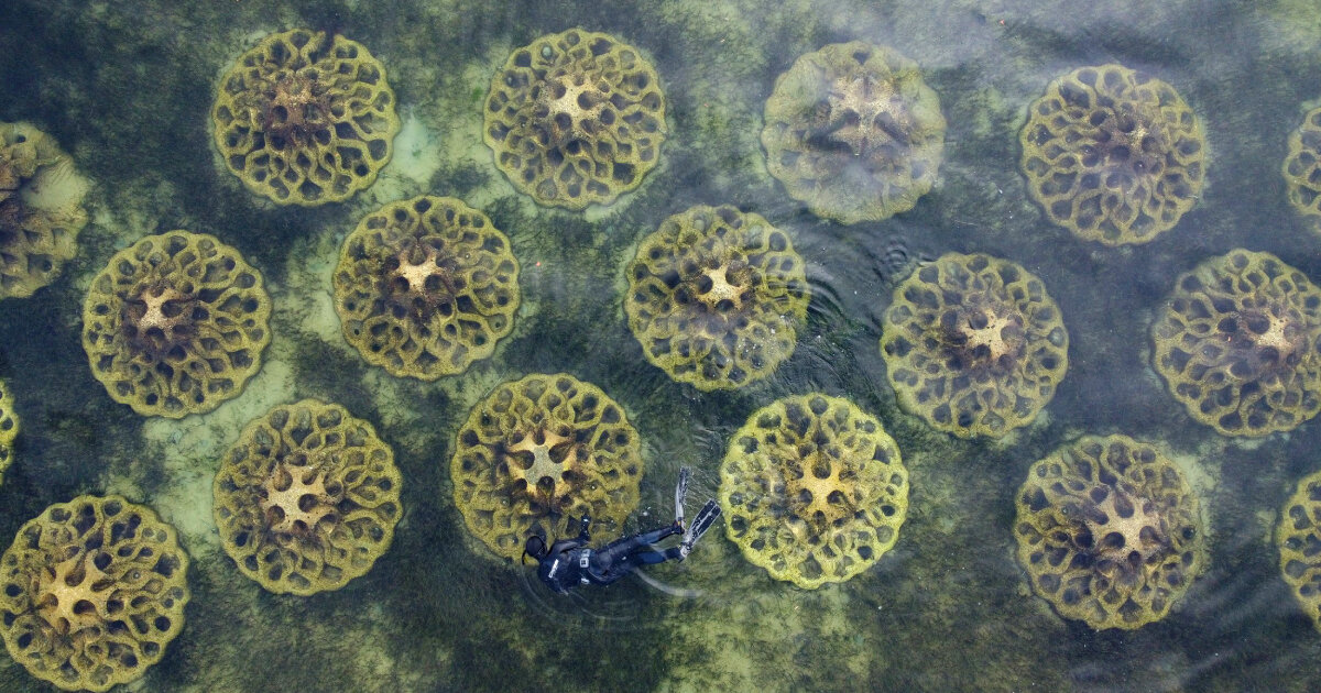 reef design lab plants concrete with recycled shells in water to save ...