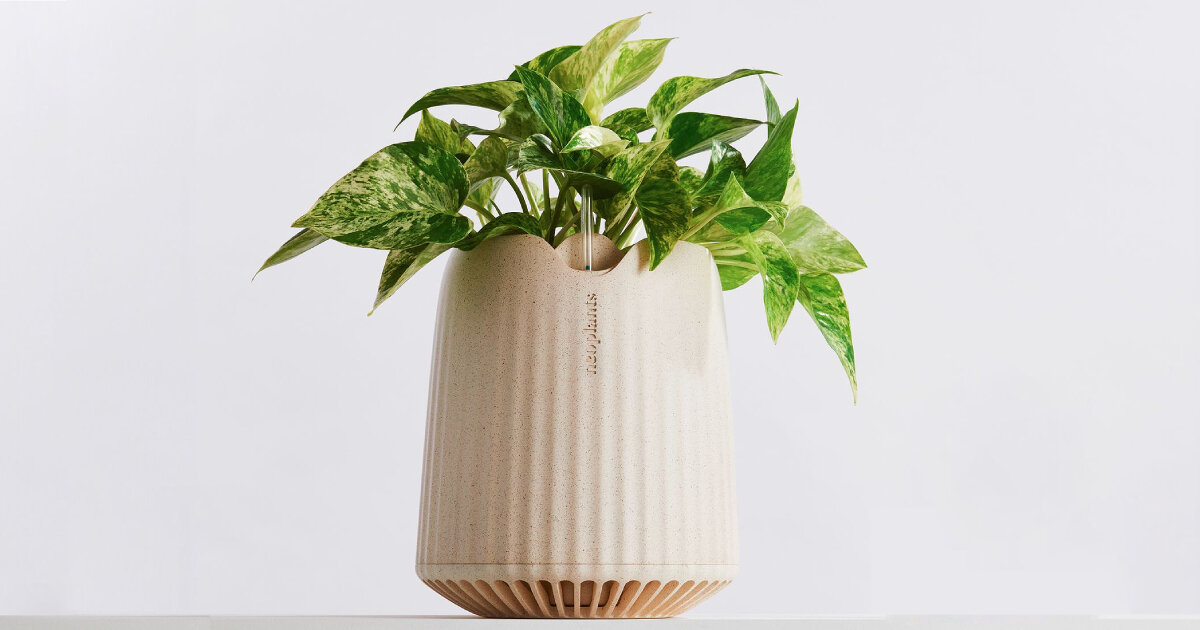houseplant neo Px purifies indoor air pollution with bioengineered ...