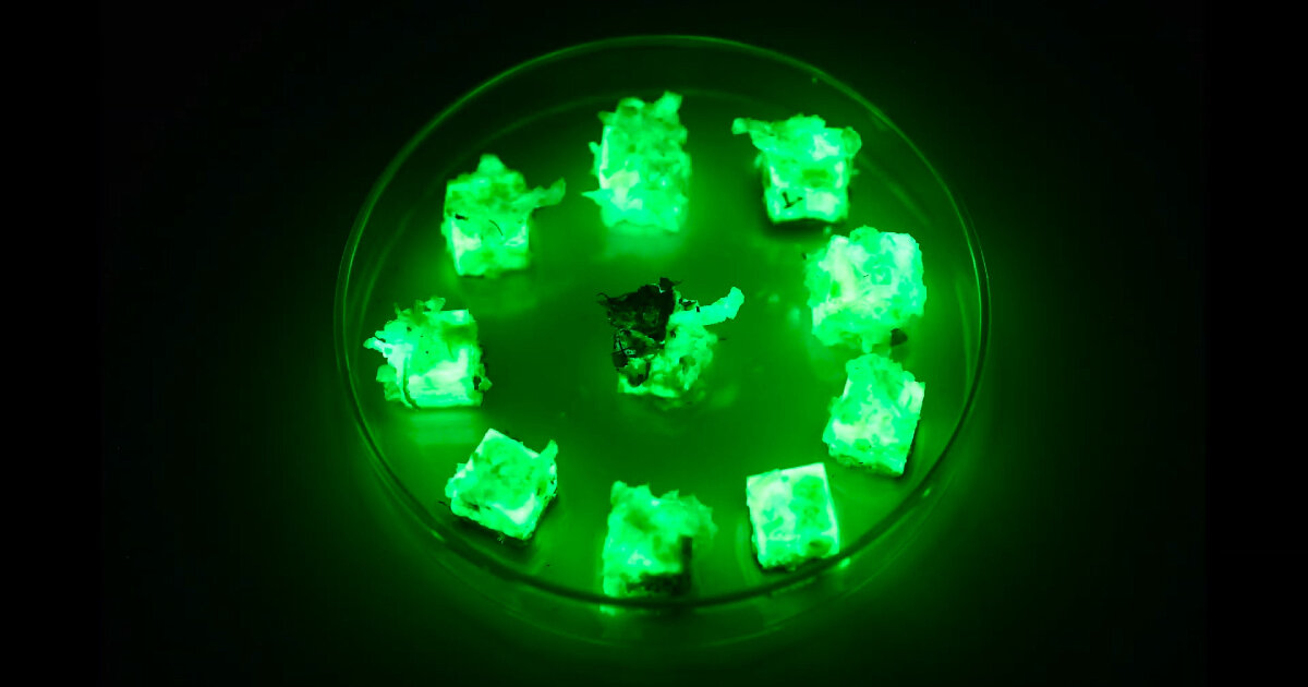 wood can glow in the dark for days using fungus, researchers find