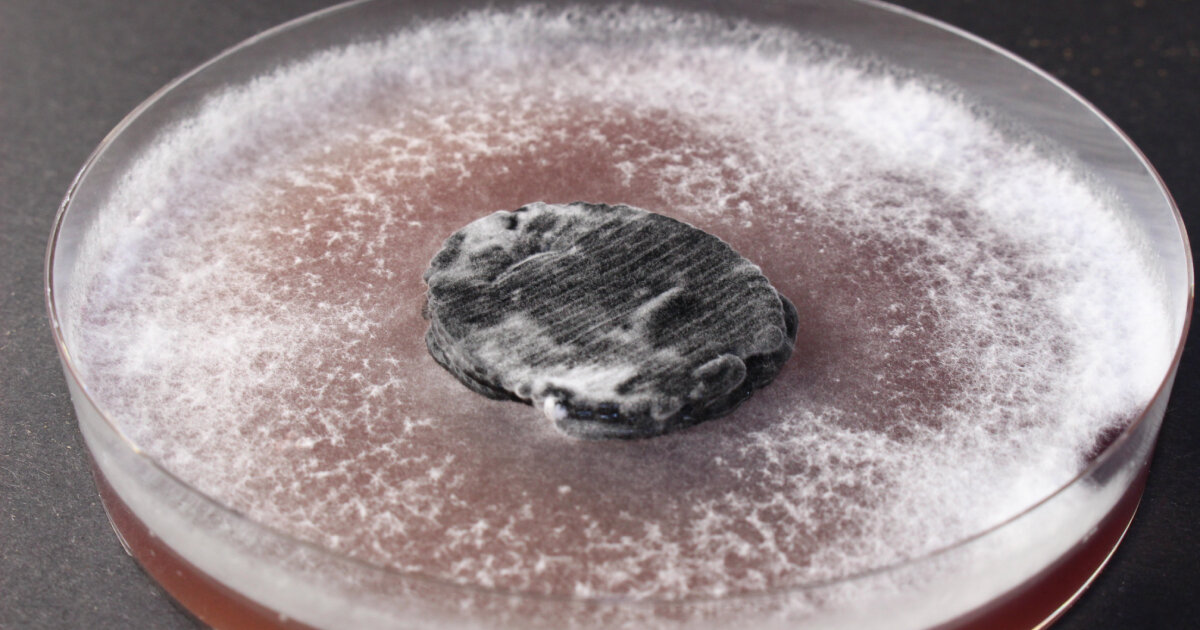 3D printed biodegradable fungal ‘battery’ uses sugar to give power