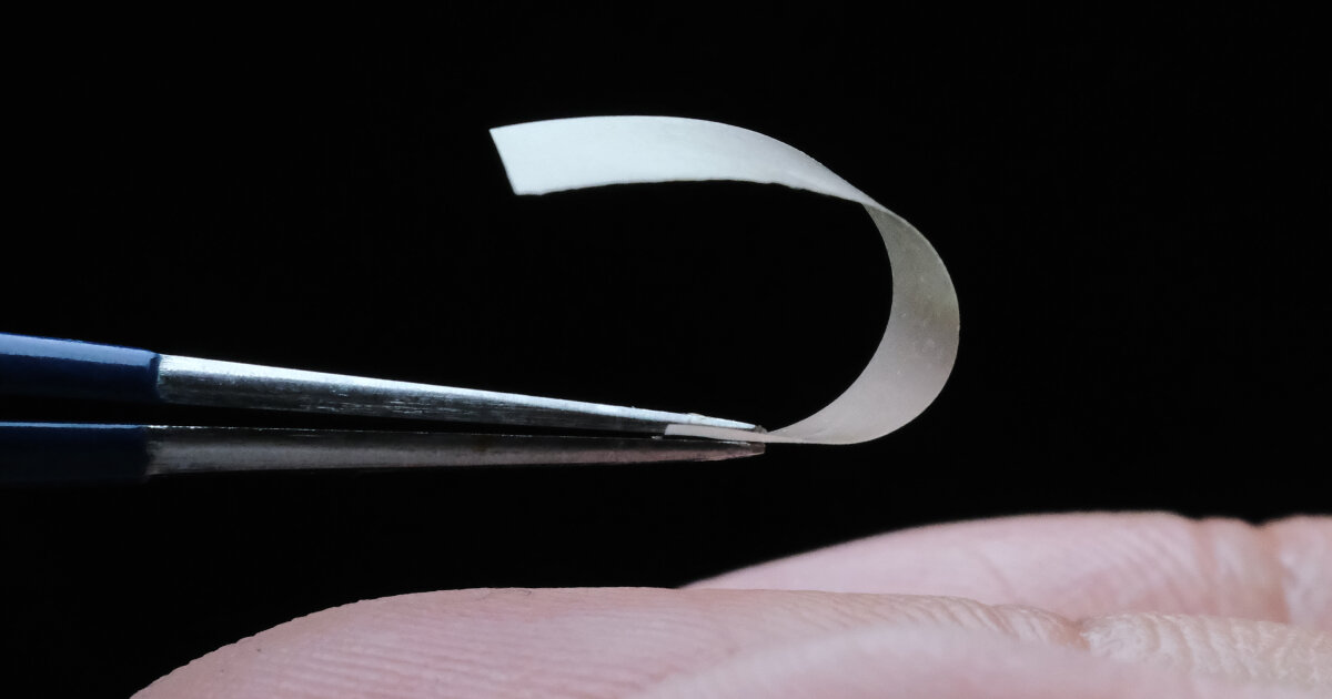 living biodegradable material made from fungi decomposes waste