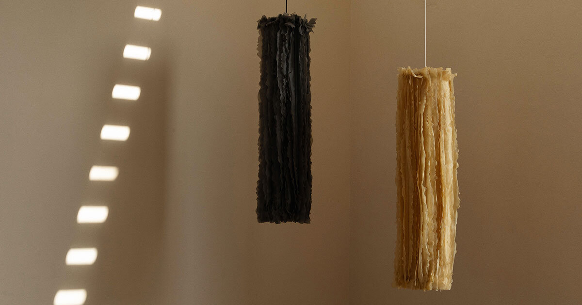 bacterial cellulose transforms into translucent ruffled lighting sculptures