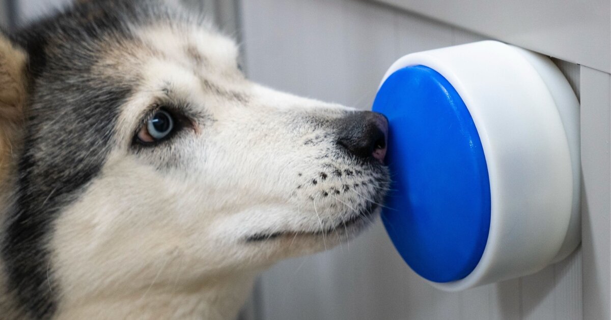 wireless button allows dogs to control home appliances