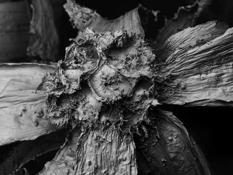 Microscopic Photography Plant