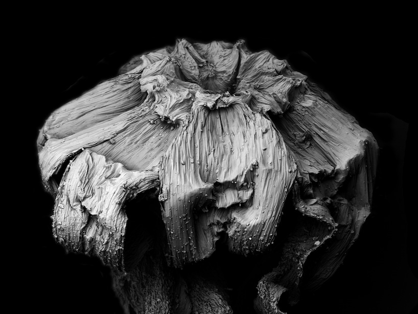 tomoya matsuura captures decaying plants with a microscopic lens