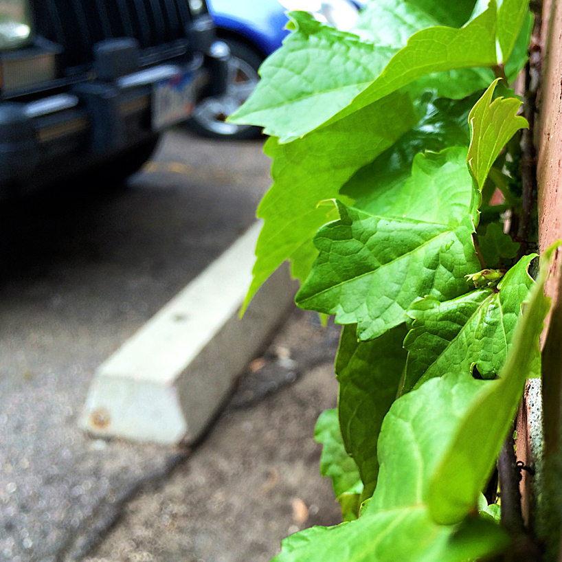 ant's eye view imagines the vantage point of insects