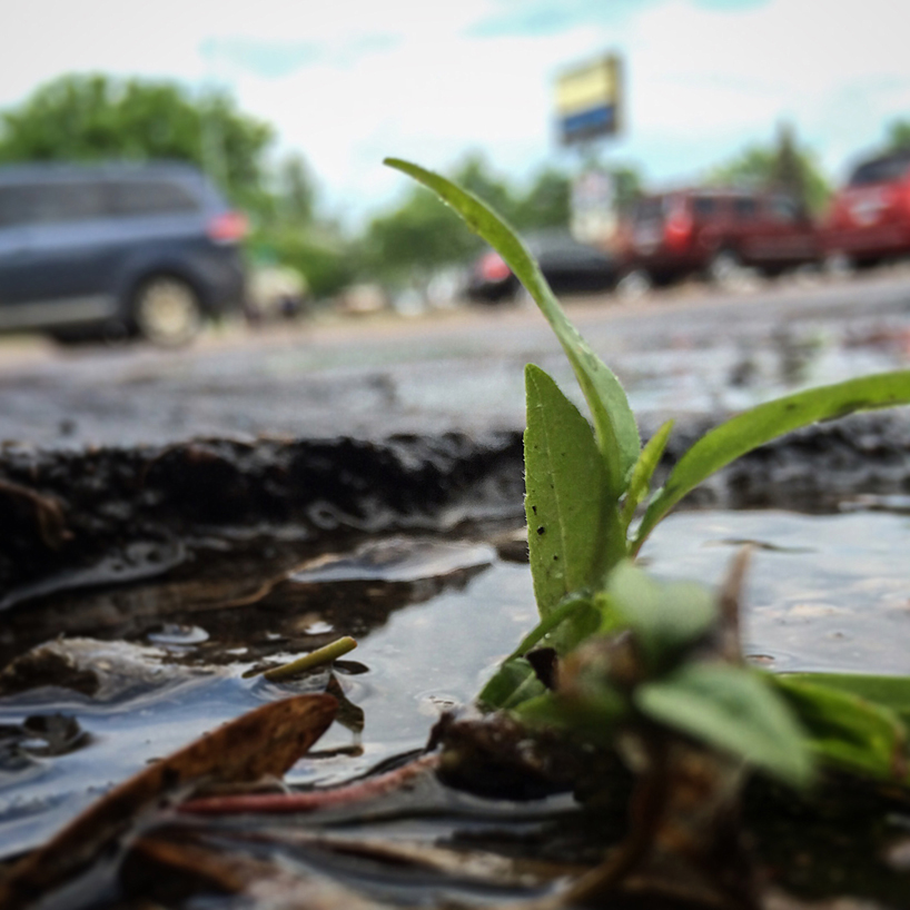 ant's eye view imagines the vantage point of insects