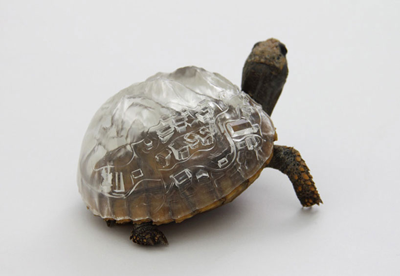 architecturally influenced hermit crab habitats by aki inomata