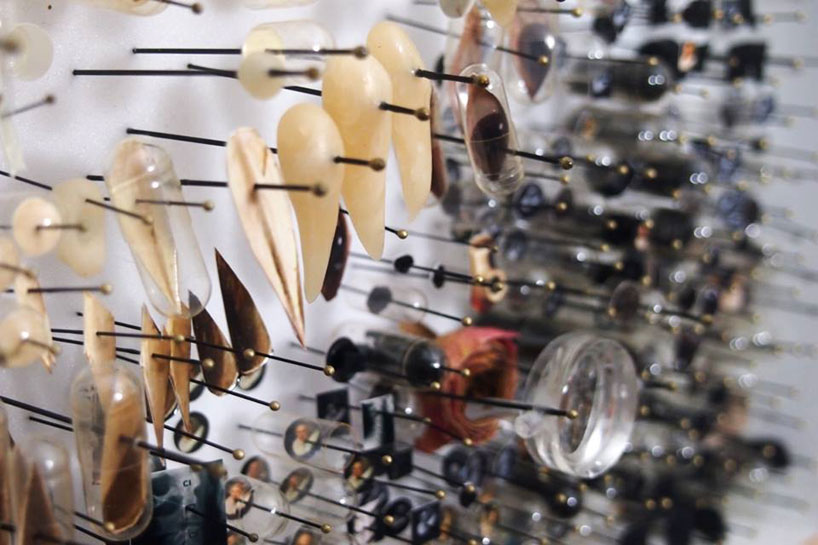 hundreds of specimens make dutch portraits by michael mapes