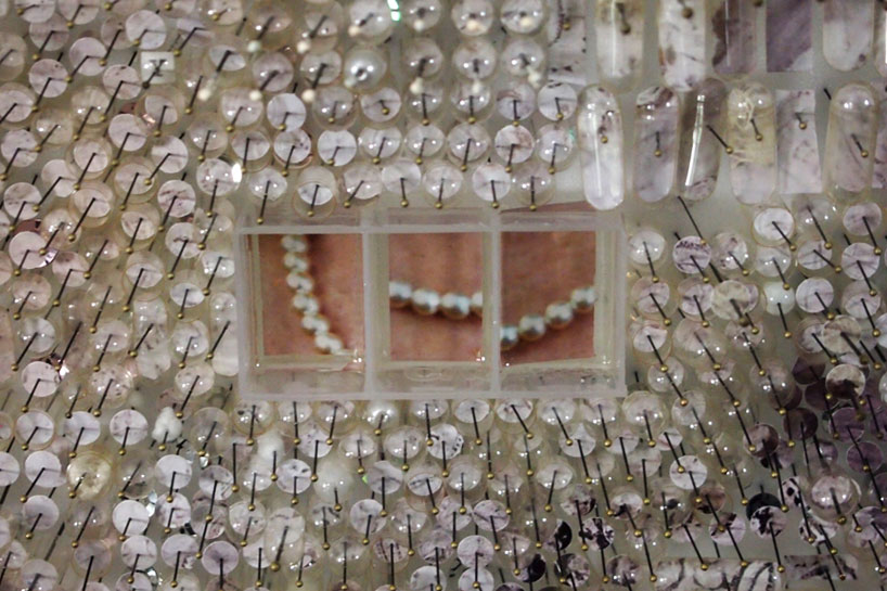 hundreds of specimens make dutch portraits by michael mapes