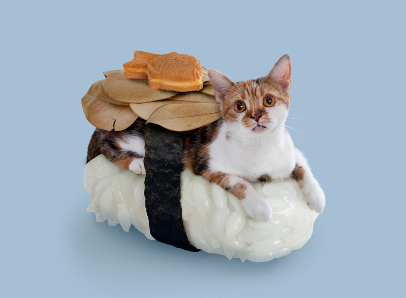 felines dress up with seaweed and rice for sushi cats series