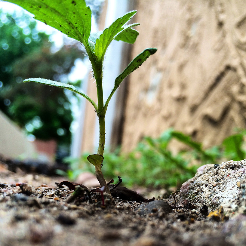 ant's eye view imagines the vantage point of insects