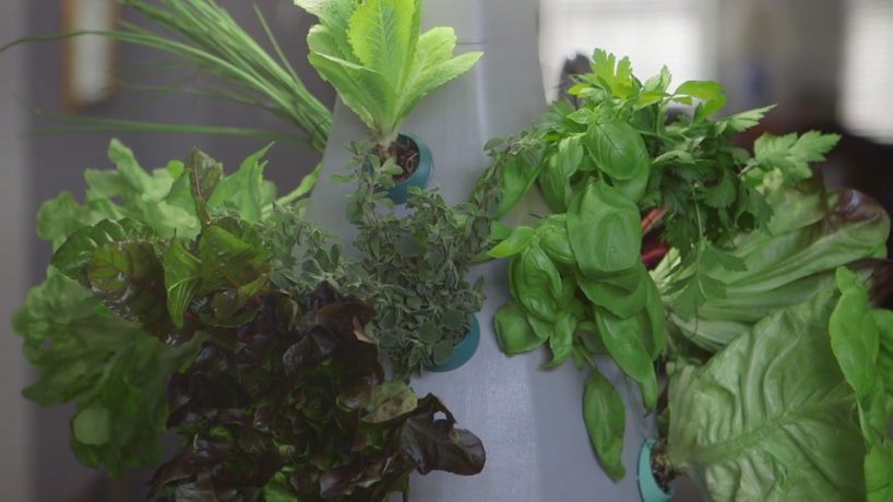 Dynamic Root Growing Hydroponic Technique