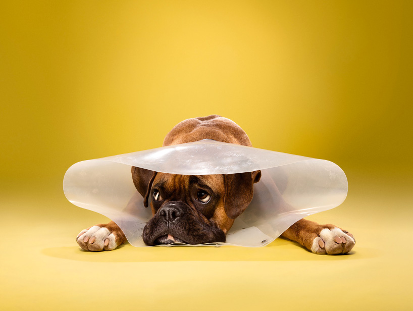inside the plastic prison: ty foster photographs dogs in cones