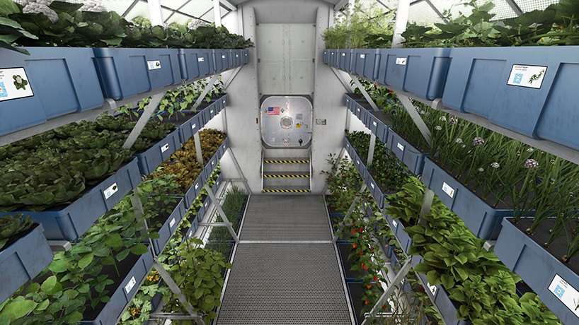 NASA grows edible vegetables in space for the first time