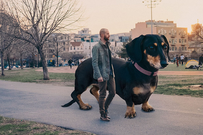 giant dachshund 'moves to brooklyn' in this absurdly out-of-proportion ...