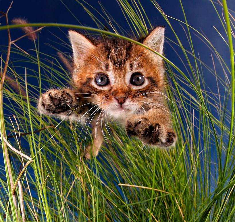 seth casteel captures rescue kittens and cats mid-pounce